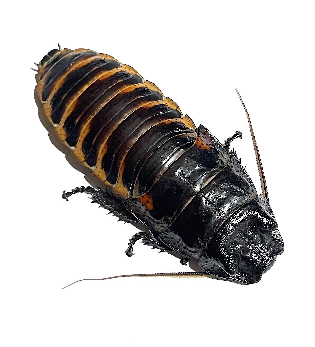 androham - Roach Crossing