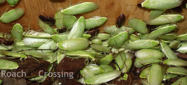Rotund Banana Roach - Roach Crossing