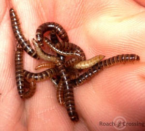 Lesser Mealworm Beetle - Roach Crossing