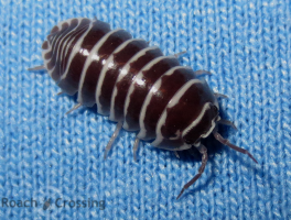 Zebra Roly-Poly - Roach Crossing