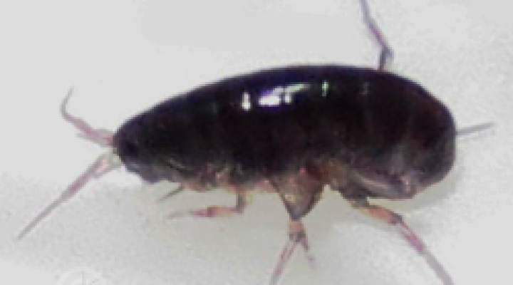 Lawn Shrimp - Roach Crossing