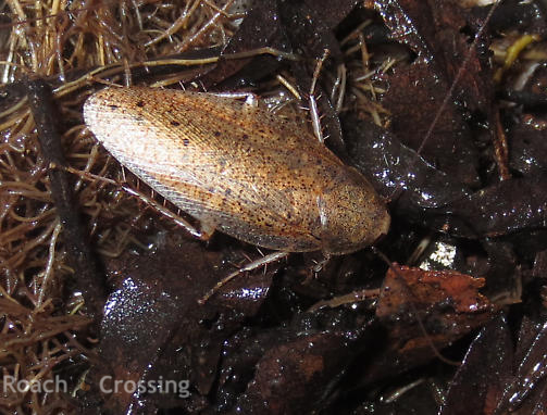 Maya Cockroach - Roach Crossing