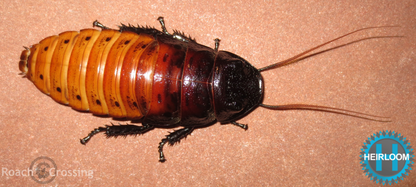 Common Hisser - Roach Crossing