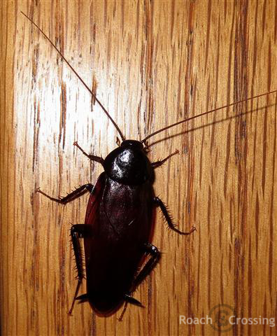 Smoky-Brown Roach - Roach Crossing