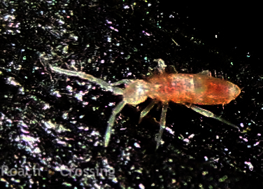 Tropical Pink Springtail - Roach Crossing