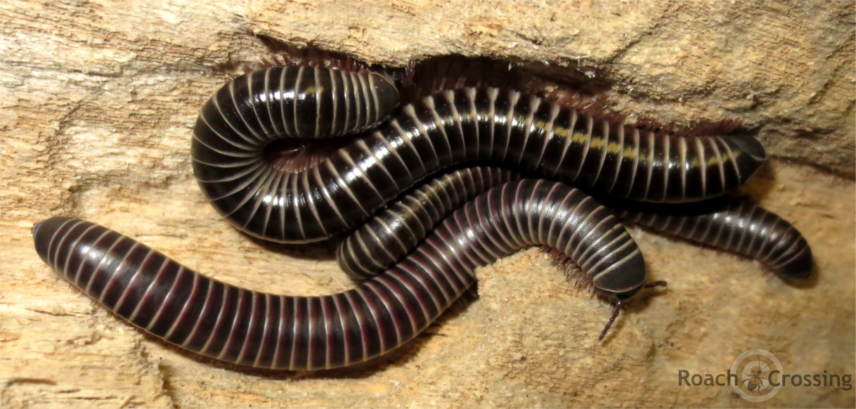 Ivory Millipede - Roach Crossing