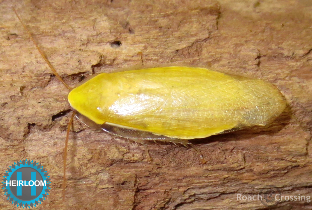 Costa Rican Banana Roach - Roach Crossing