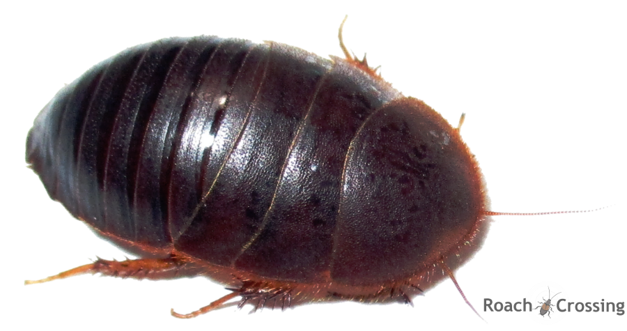 Mount Ord Stump Roach - Roach Crossing