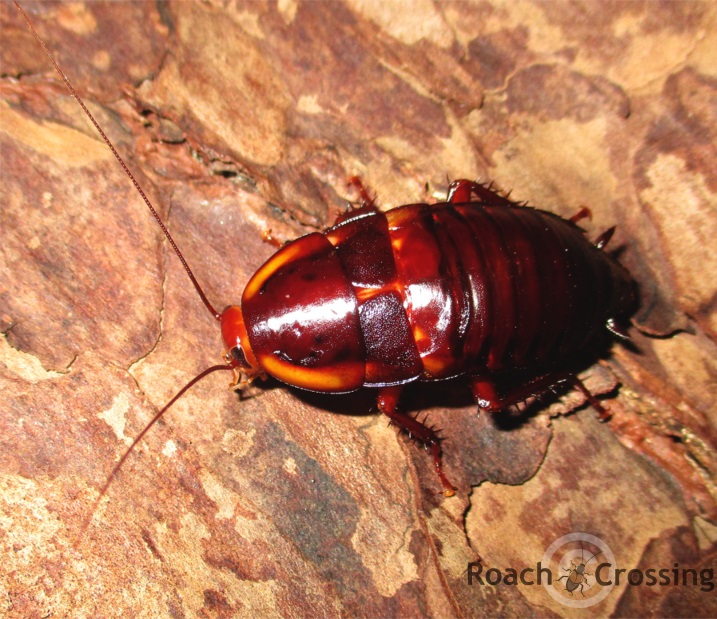 Florida Skunk Roach - Roach Crossing