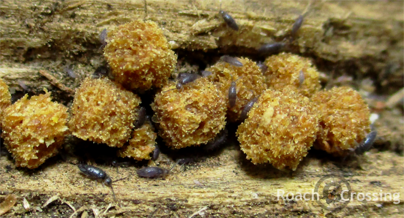 Damp Grain Springtail - Roach Crossing